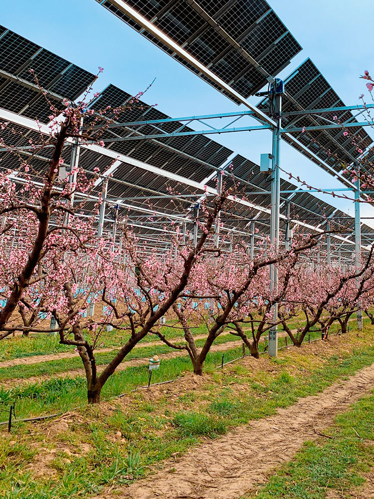 L’agrivoltaïsme – Elements agrivoltaïsme
